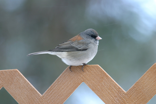 Beak of the Week: Dark-eyed Junco | Pacific Bird