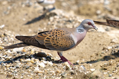 Beak of the Week: European Turtle Dove | Pacific Bird
