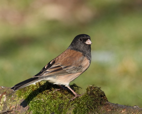 Beak of the Week: Dark-eyed Junco | Pacific Bird