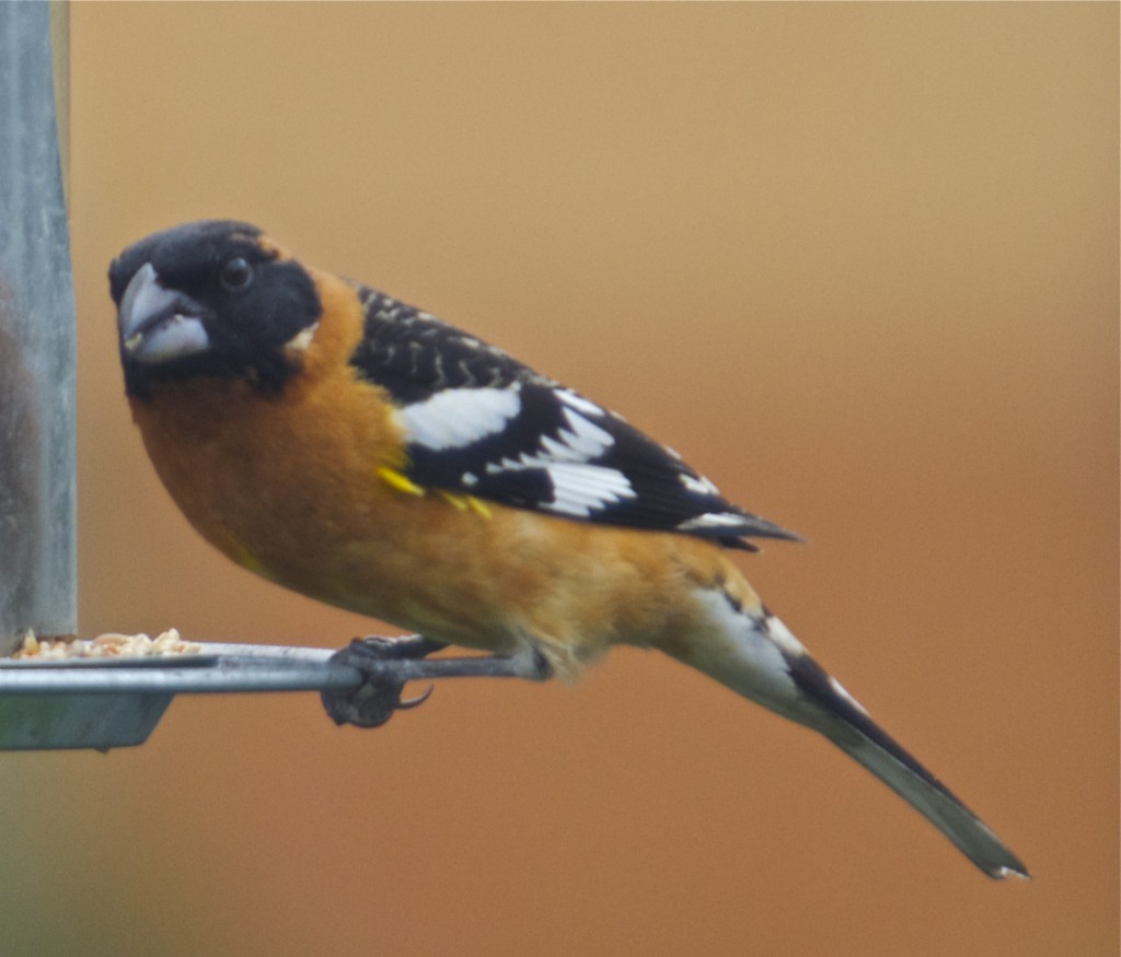 Pacific Bird | Page 2