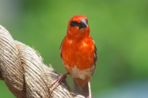 Pacific Bird | Page 3